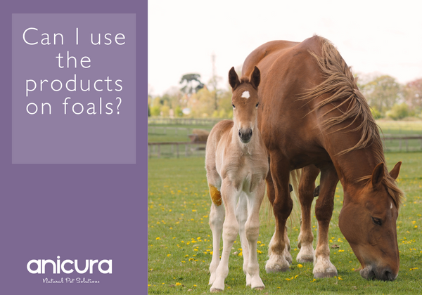 Can I use the products on foals? – Anicura USA