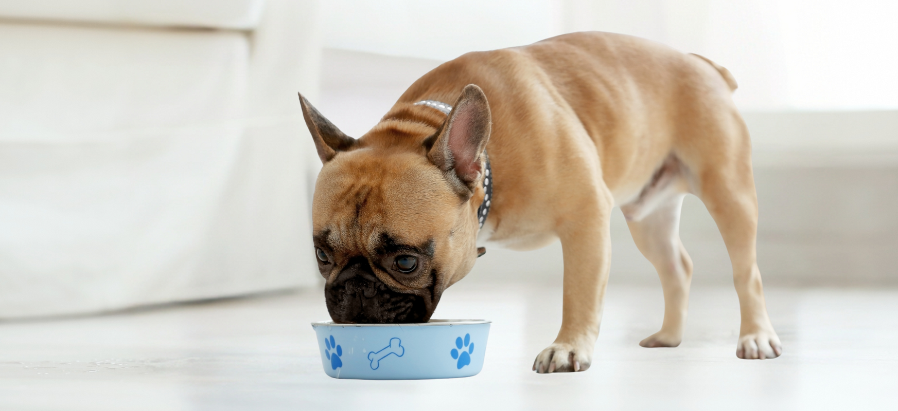 Anicura Natural Pet Solutions USA - Effective Skincare for your Pet ...