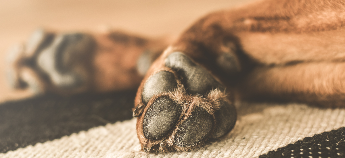 Anicura Natural Pet Solutions USA - Effective Skincare for your Pet ...